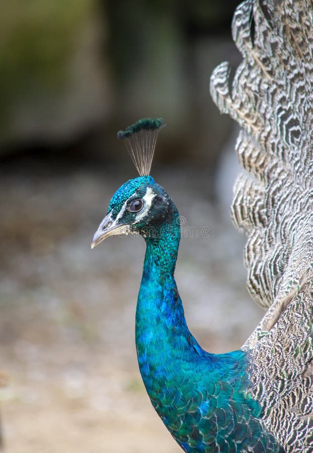 586 Peafowl Side View Stock Photos - Free & Royalty-Free Stock Photos ...