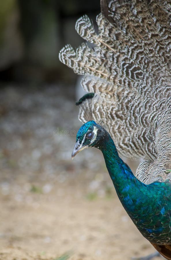 Side View of a Beautiful Peacock Stock Image - Image of beautiful, bird ...