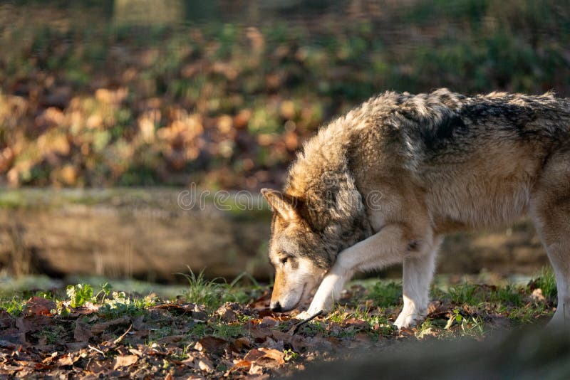 Side View of a Beautiful Wild Wolf Sniffing the Leafy Ground Stock ...