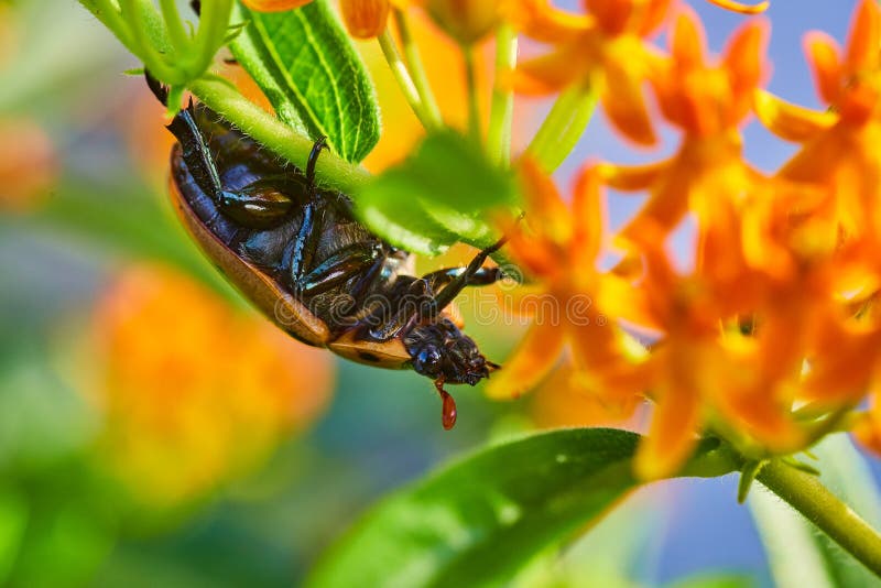 Side View of Beetle Bug on Green and Orange Plant Stock Image - Image ...