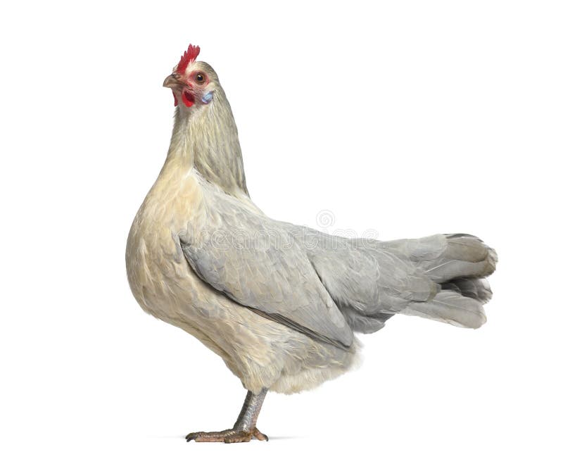 Side view of a Belgian hen stock photo. Image of studio - 77486368