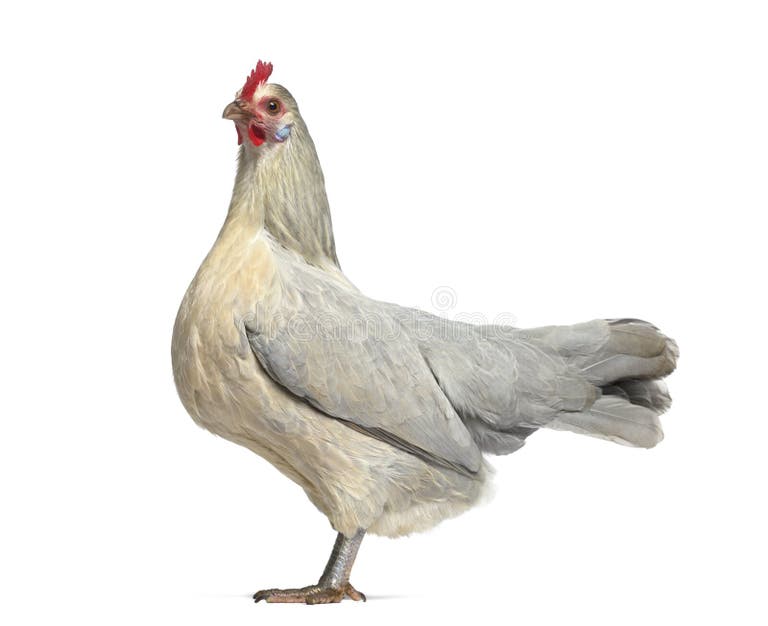 Side view of a Belgian hen stock photo. Image of studio - 77486368