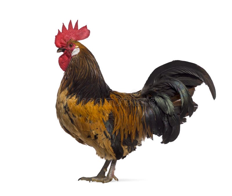 Side View of a Belgian Rooster Stock Image - Image of rooster, profile ...