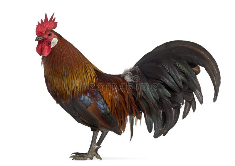 Side View of a Belgian Rooster Stock Photo - Image of vertebrate ...