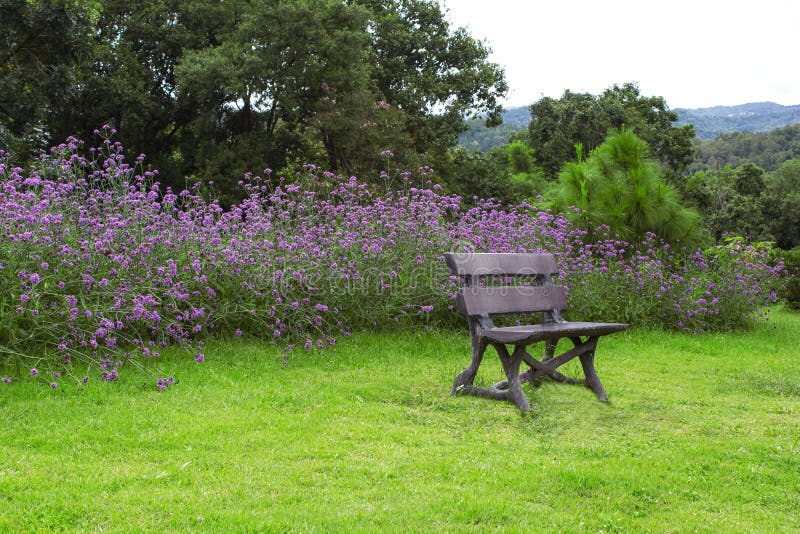Side View of Bench in Garden Stock Photo - Image of contemplate ...