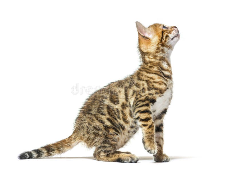 Side View of a Bengal Cat Kitten Getting To Know on Hind Legs Stock ...