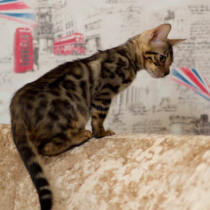 Side View of Bengal Kitten Sitting on the Sofa Editorial Photo - Image ...