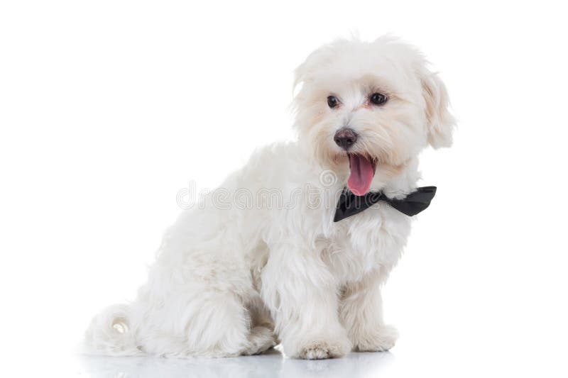 Back of havanese bichon stock photo. Image of bichon - 18829658