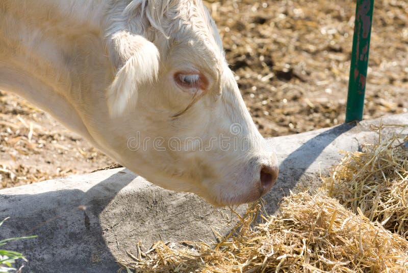 Side View of a Big Cow Eating Stock Image - Image of eating, grazing ...