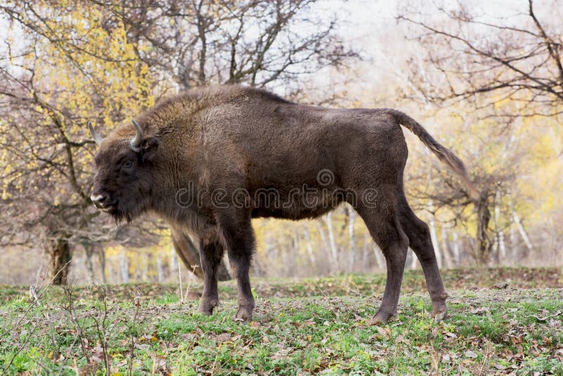Side View of a Big European Bison (Bison Bonasus) Stock Photo - Image ...