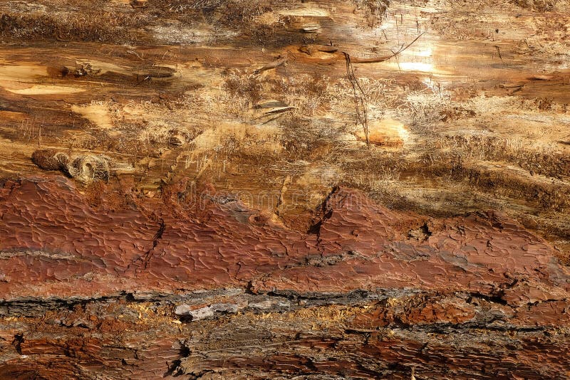 Side View of Big Log with Textured Surfaces Stock Photo - Image of ...