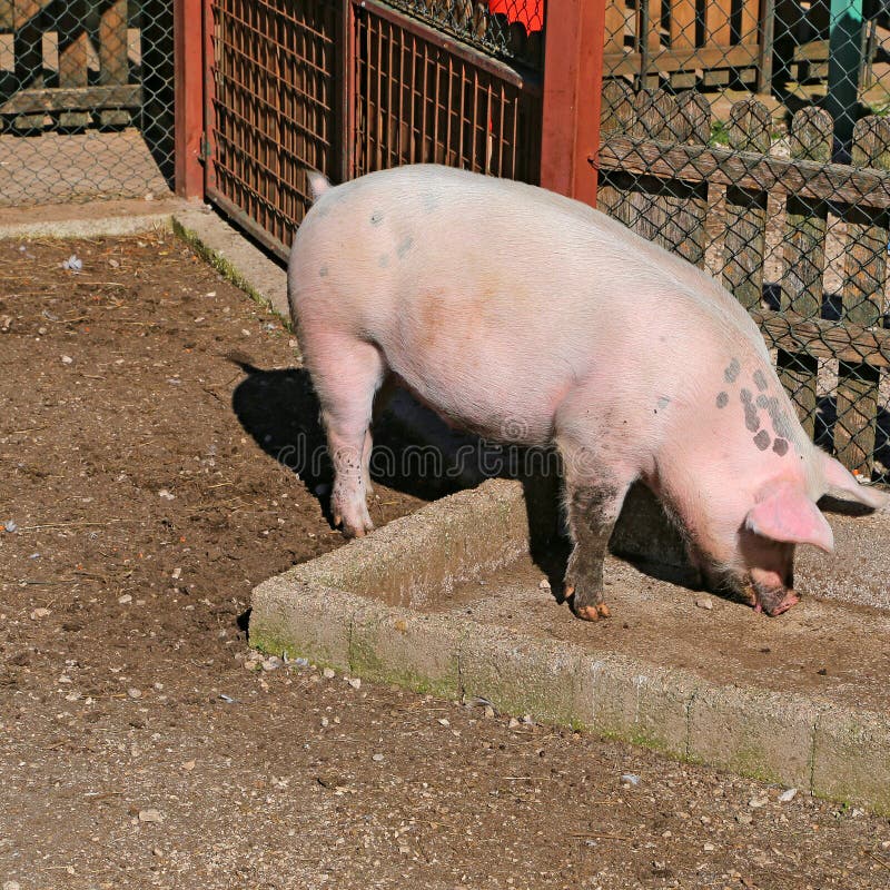 234 Side View Big Pig Stock Photos - Free & Royalty-Free Stock Photos ...