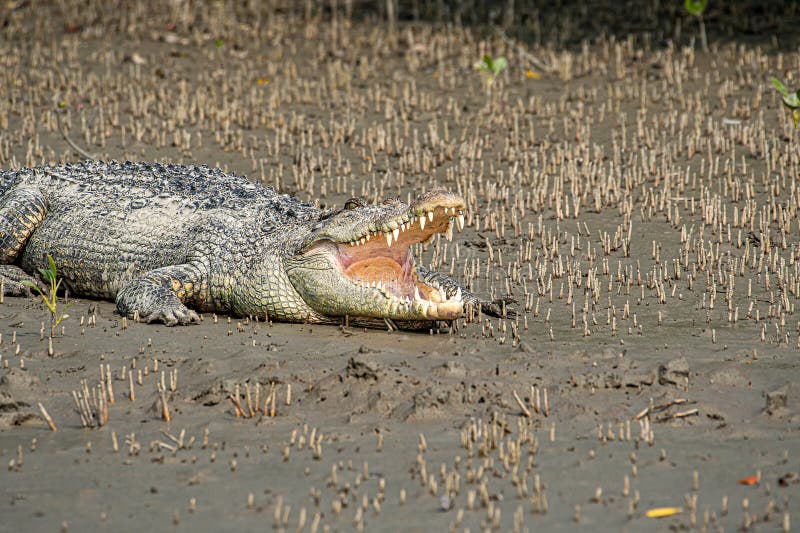 Side View of a Big, Powerful Alligator or Crocodile with Open Mouth ...