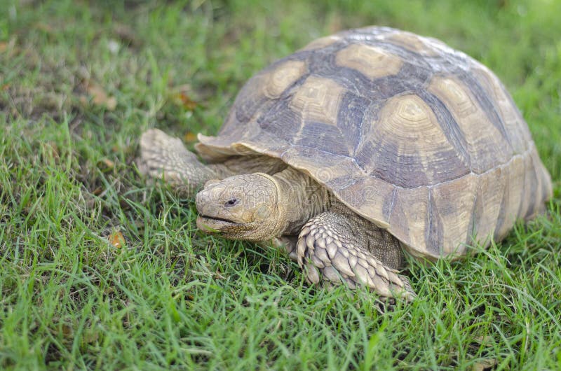 Side View Big Turtle Walking on Grass Stock Photo - Image of neck, pets ...