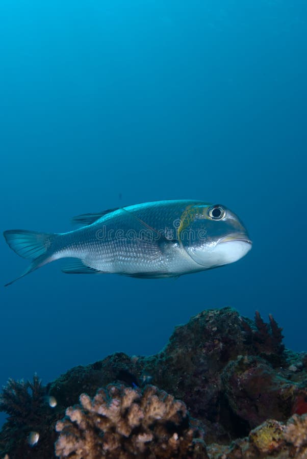 Bigeye Emperor Monotaxis Grandoculis - Fish. Red Sea Egypt Stock Image ...