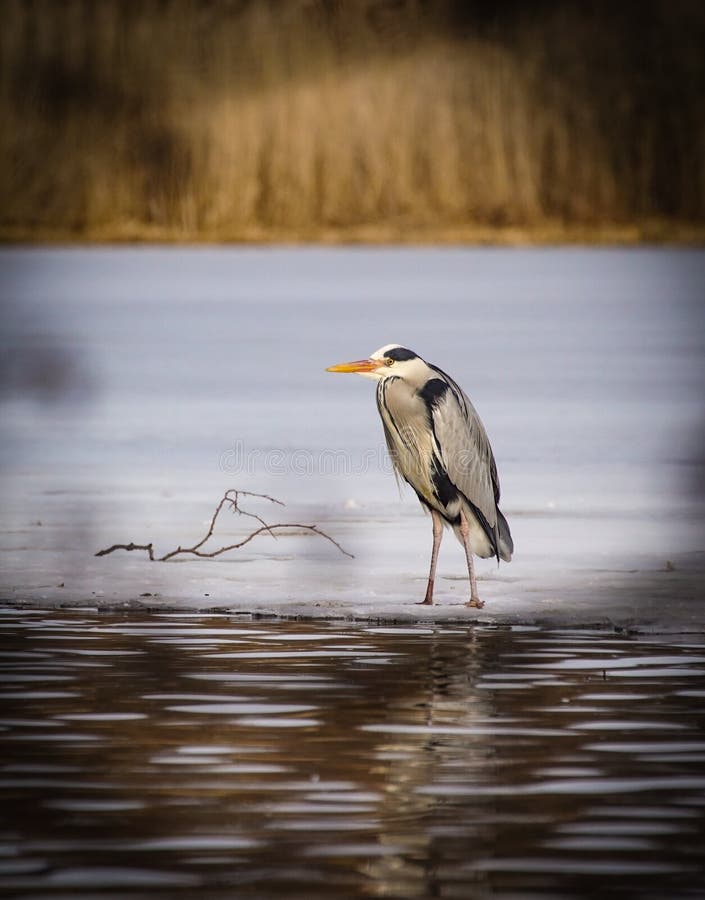 Side View of Bird Perching in Lake Stock Photo - Image of perched ...