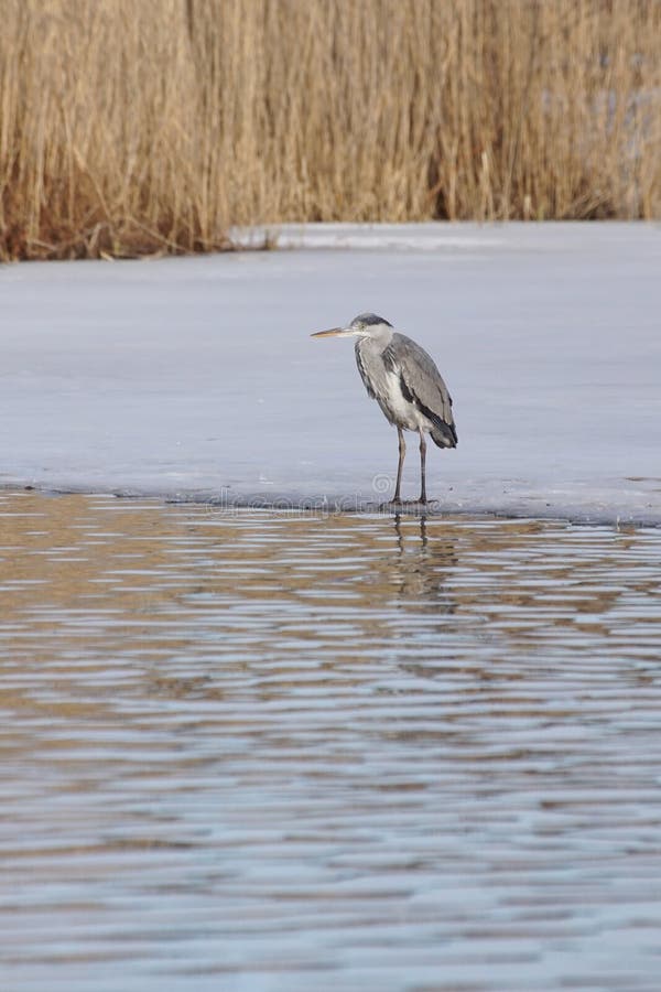 Side View of Bird Perching in Lake Stock Photo - Image of animal, view ...