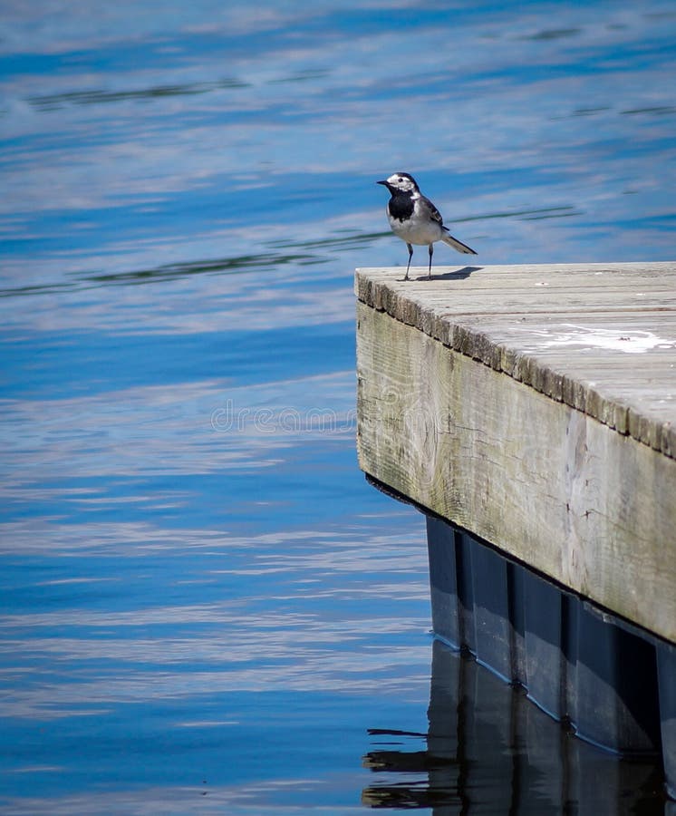 Side View of Bird Perching on Pier Over Lake Stock Image - Image of ...