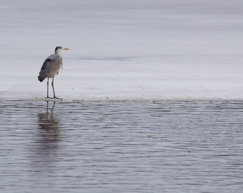 Side View of Bird Perching on Shore at Beach Stock Image - Image of ...