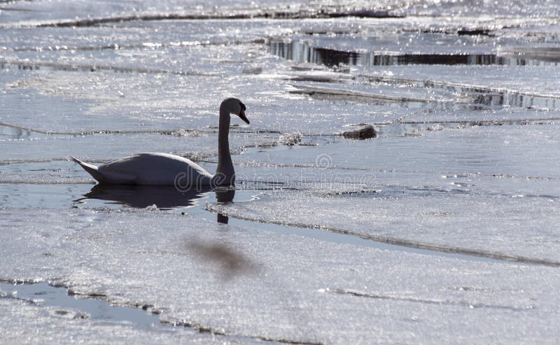 Side View of Bird Swimming in Frozen Lake Stock Photo - Image of winter ...