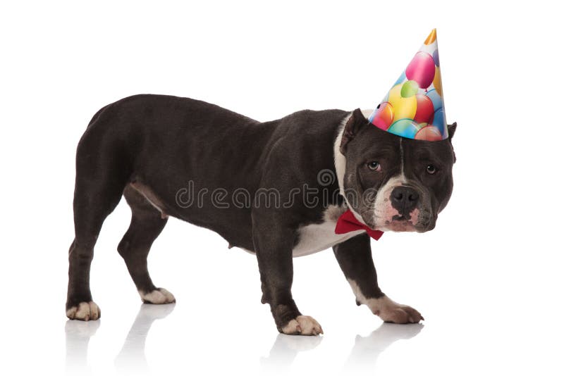 Happy Birthday Bully Dog Stock Photos - Free & Royalty-Free Stock ...