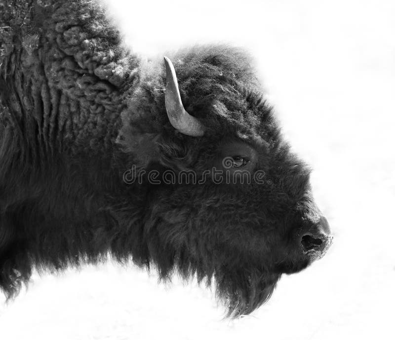 Side View of a Bison Head stock photo. Image of isolated - 238844498
