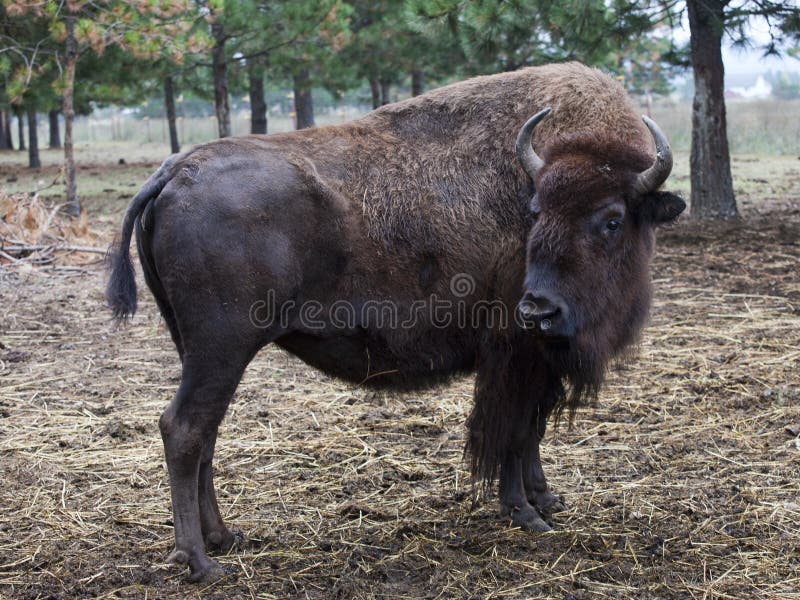 Side view of bison. stock photo. Image of wildlife, large - 33973484