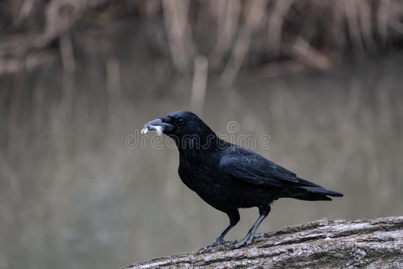 Side View of Black Bird with a Feather Stock Image - Image of bird ...