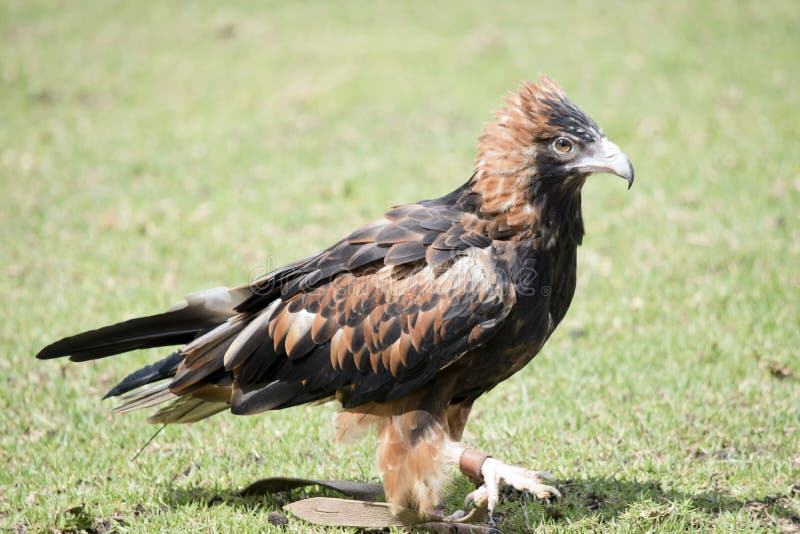 This is a Side View of a Black Breasted Buzzard Walking on Grass Stock ...
