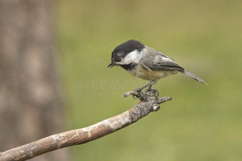 Side View of a Black Capped Chickadee Stock Image - Image of birding ...