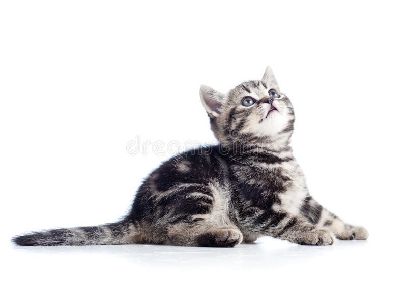 Side View of Black Cat Kitten Stock Image - Image of purebred, adorable ...