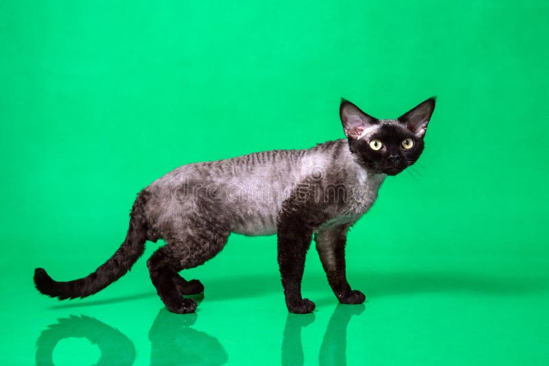 433 Black Devon Rex Cat Stock Photos - Free & Royalty-Free Stock Photos ...