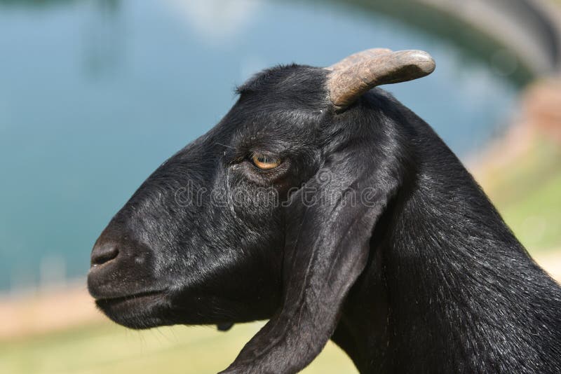 Side View of a Black Goat with Short Horns on the Farm Stock Photo ...