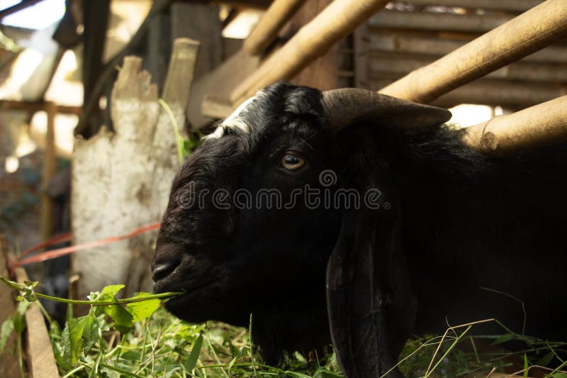 Side View of a Black-haired Male Goat Stock Photo - Image of breeding ...
