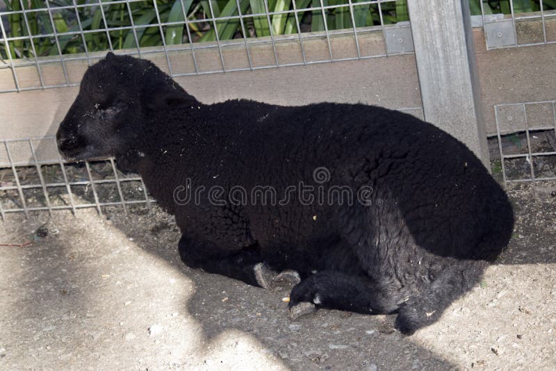 Bah Sheep Stock Photos - Free & Royalty-Free Stock Photos from Dreamstime