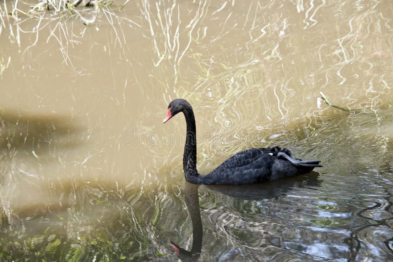 This is a Side View of a Black Swan Stock Photo - Image of avian ...