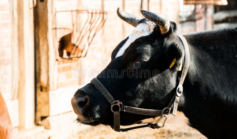 Side View of Black White Colored Cow at the Farm Stock Image - Image of ...
