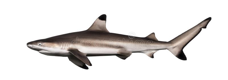 394 Shark Side View Stock Photos - Free & Royalty-Free Stock Photos ...