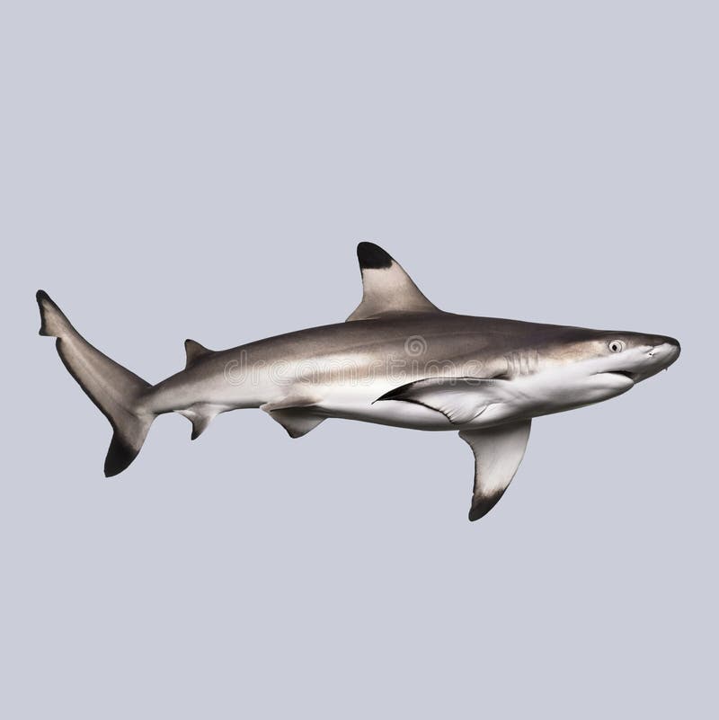 394 Shark Side View Stock Photos - Free & Royalty-Free Stock Photos ...