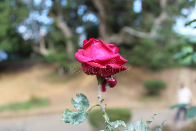 Side View of Bloomed Red Rose in Blur Background Stock Photo - Image of ...