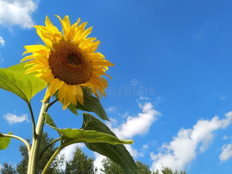 Side View of Blooming Sunflower Stock Image - Image of core, plant ...