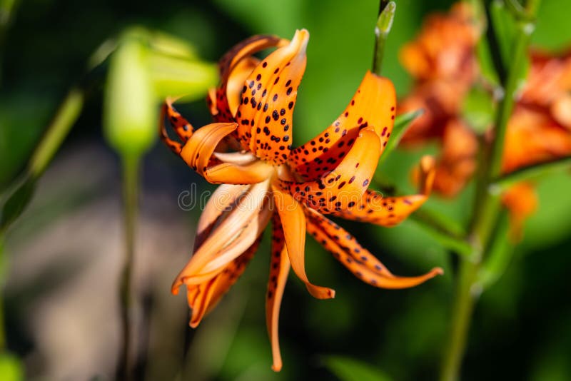 Side View of a Blooming Tiger Lily Stock Image - Image of blossom ...