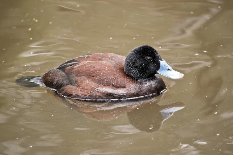 Blue billed duck stock image. Image of bill, brown, bird - 101318767