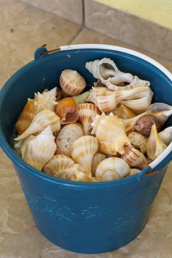 Side View of a Blue Bucket Filled with Seashells in Celestun, Mexico ...