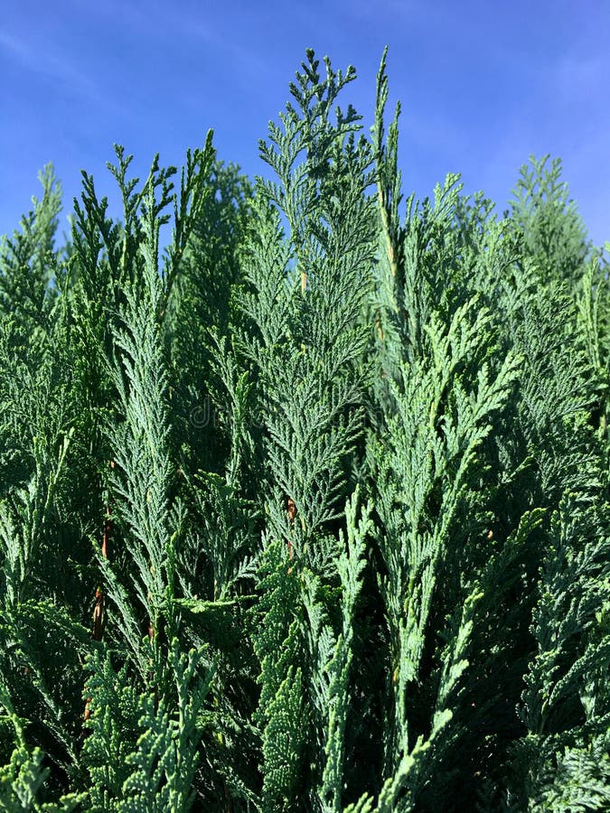Blue Cypress Conservation Area at Dusk Stock Image - Image of lagoon ...