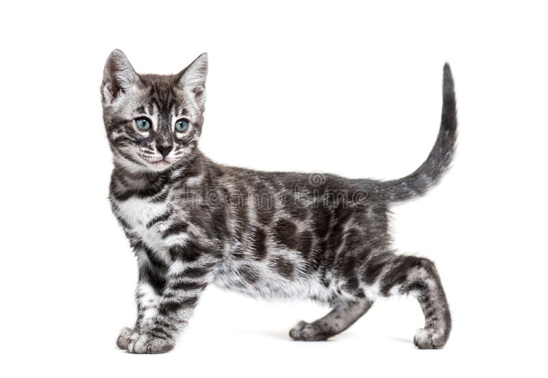 Side View of a Blue Eyed Bengal Cat Kitten, Isolated on White Stock ...