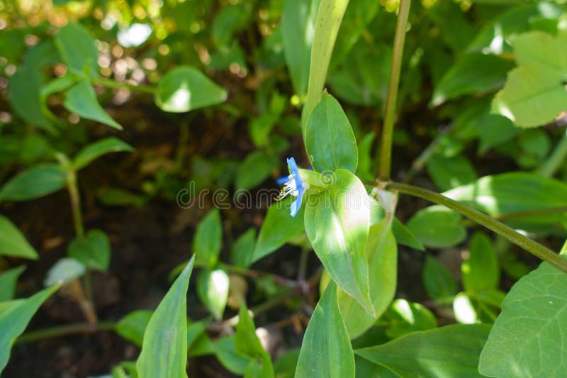 Side View of Blue Flower of Commelina Communis Stock Image - Image of ...
