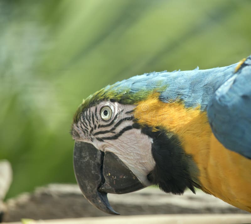 This is a Side View of a Blue and Gold Macaw Stock Photo - Image of ...