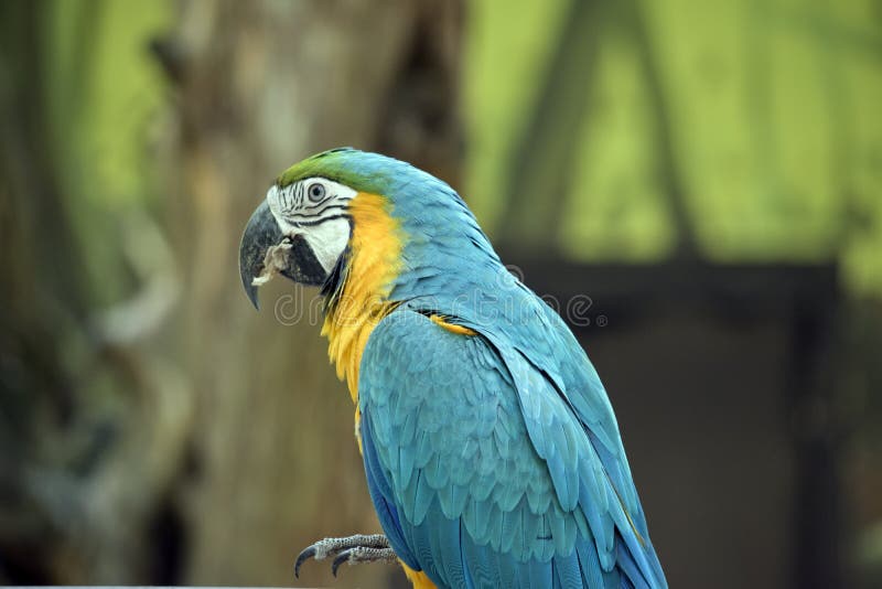 This is a Side View of a Blue and Gold Macaw Eating Stock Photo - Image ...