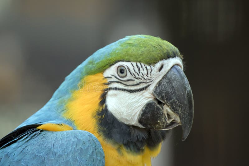 This is a Side View of a Blue and Gold Macaw Eating Stock Photo - Image ...